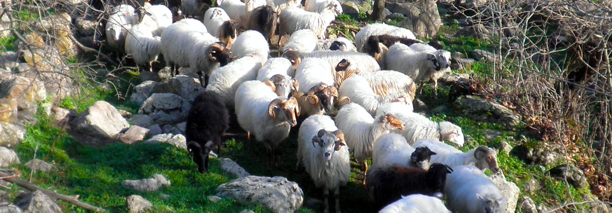 Αγροτικός Κτηνοτροφικός Συνεταιρισμός Σκαλοχωρίου